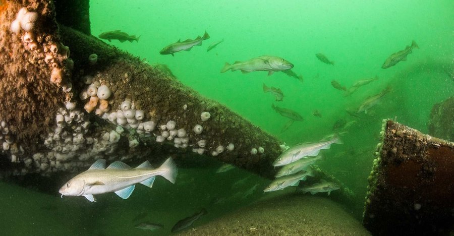 Oil rigs may end their days as valuable artificial reefs