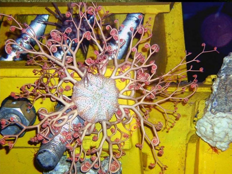 Oil rigs may end their days as valuable artificial reefs