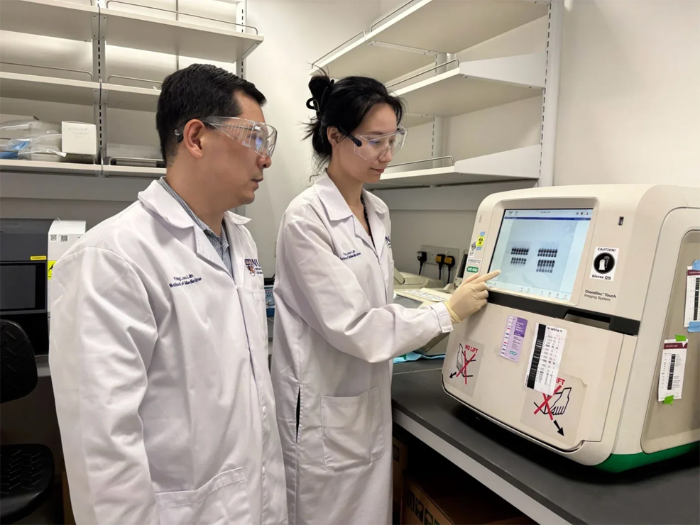 Protein restores aging brain stem cells