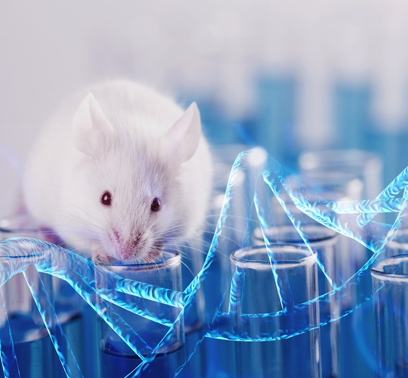 Mouse model with complete human immune system