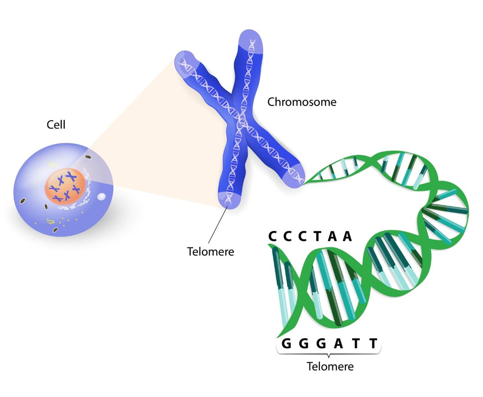 Vitamin D slows biological aging by three years