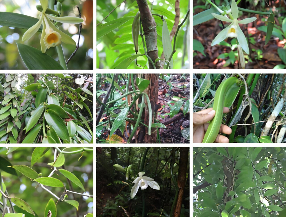 Wild vanilla under threat due to climate by 2050